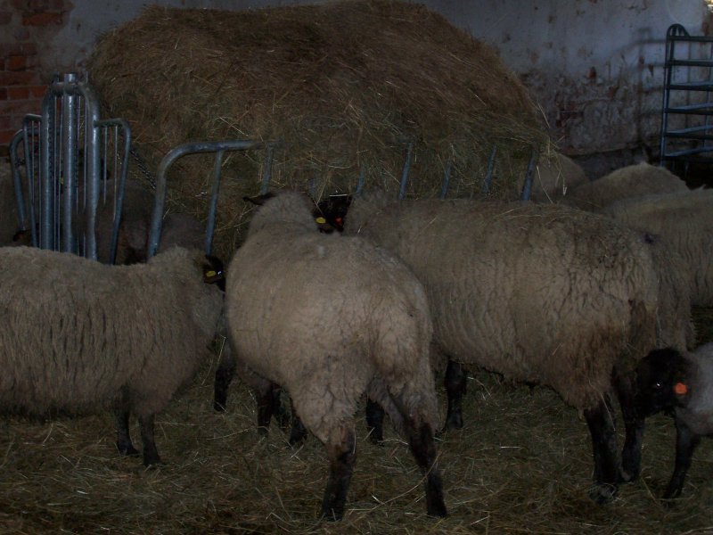 Janova Ves, Rodinná farma Janova Ves, | Ovce Suffolk