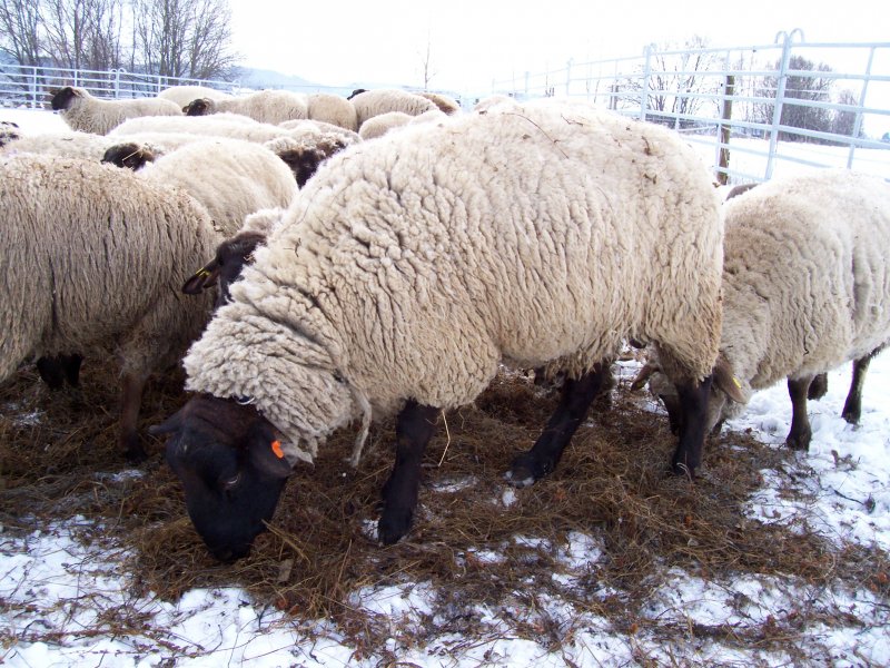 Janova Ves, Rodinná farma Janova Ves, | Ovce Suffolk